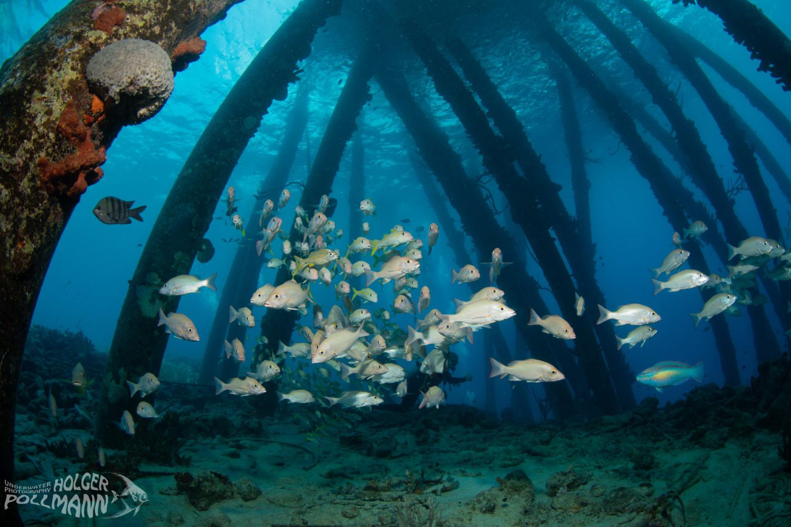 Bonaire/Curacao – underwaterphoto and travel
