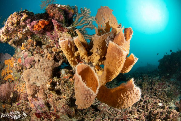 Raja Ampat – underwaterphoto and travel